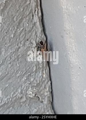 Insects (Insecta), Insecta, Fergus County, MT, USA Stock Photo - Alamy