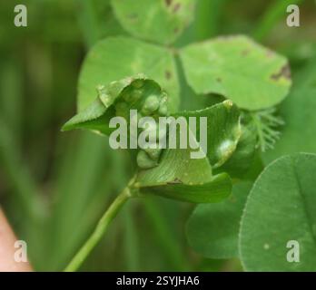 clover leaf midge (Dasineura trifolii), Insecta, Powiat wejherowski ...