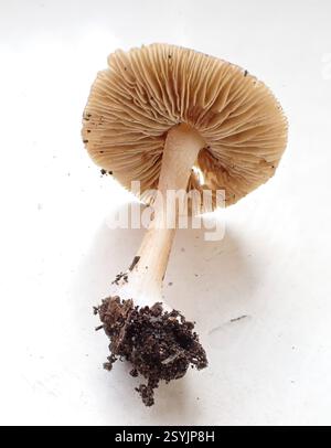 (Pseudosperma curreyi), Fungi, Van Cortlandt Park, New York, NY, US ...