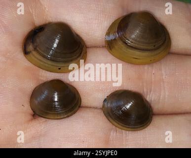 River Orb-mussel (Sphaerium rivicola), Mollusca, Mykolayiv, UA Stock ...