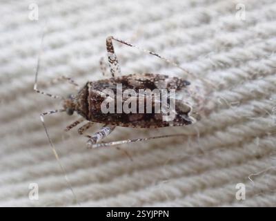 Plant Bugs (Miridae), Insecta, Maple Creek No. 111, SK S0N, Canada ...
