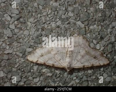 (Digrammia denticulata), Insecta, Val Marie No. 17, SK S0N, Canada ...