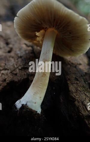(Pseudosperma curreyi), Fungi, Van Cortlandt Park, New York, NY, US ...