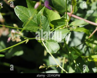 (Desmodium paniculatum), Plantae, Belle Haven, VA, USA Stock Photo - Alamy