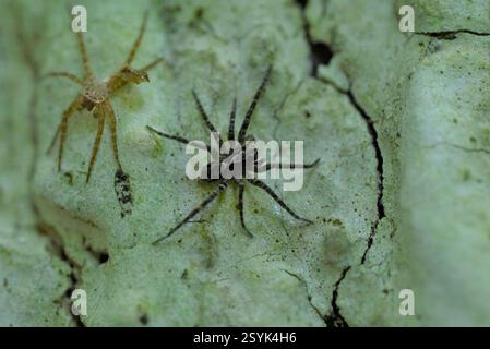 (Hogna trunca), Arachnida, 中国浙江省杭州市西湖区 Stock Photo - Alamy