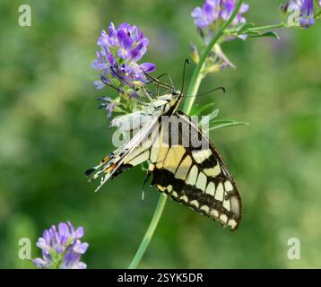 Oregon Swallowtail (Papilio bairdii oregonia Stock Photo - Alamy
