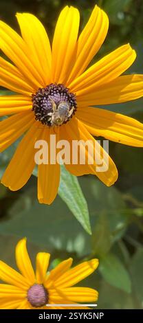 Longhorn Bees (Eucerini), Insecta, Kennedy Pl, London, ON, CA Stock ...