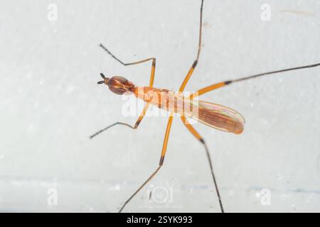 (Micropeza producta), Insecta, Jennings State Forest Stock Photo - Alamy