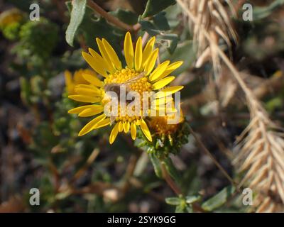 (Anastoechus barbatus), Insecta, Val Marie, SK S0N 2T0, Canada Stock ...