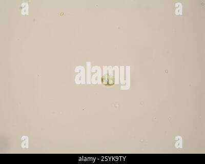 (Phacus), Protozoa, St. Louis, MO, USA, Magnification of all photos ...