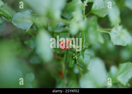 Saloop (Chenopodium robertianum), Plantae, Victoria Point, Queensland ...