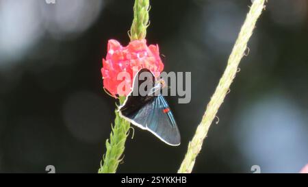 Guava Skipper (Phocides lilea), Insecta, El Zamorano, Honduras Stock ...