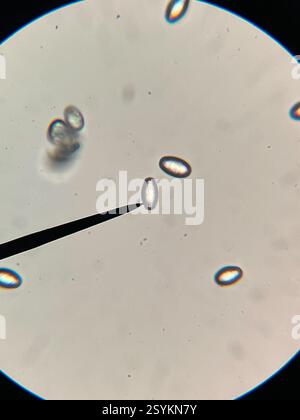 (Golovinomyces monardae), Fungi, California, US, Powdery mildew on my ...