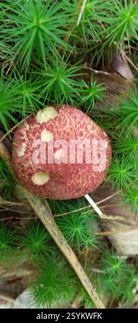 Painted Suillus (Suillus spraguei), Fungi, 324 Harlow St, Bangor, ME ...