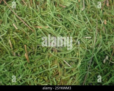 (Thelia), Plantae, Hampshire County, US-MA, US, Specimen #244. On trunk ...