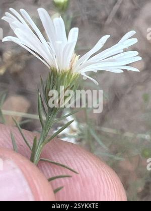 Symphyotrichum porteri Symphyotrichum porteri Stock Photo - Alamy