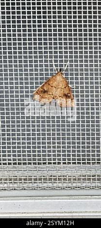 Mint Root Borer Moth (Fumibotys fumalis), Insecta, Mile Island Moth ...