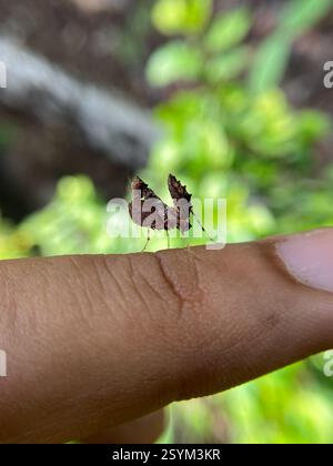 (Hestiasula), Insecta, Dolvan, Tapi, GJ, IN Stock Photo - Alamy
