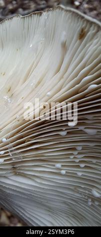 Slimy Milkcap (Lactarius blennius), Fungi, Banniskirk Stock Photo - Alamy