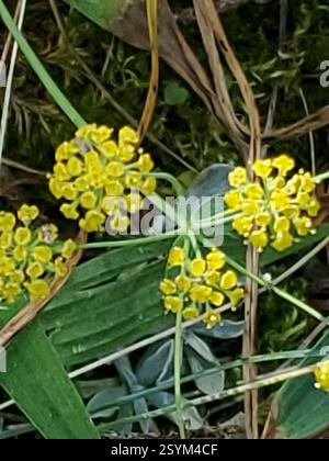 American Thorowax (Bupleurum americanum), Plantae, Fergus County, MT ...