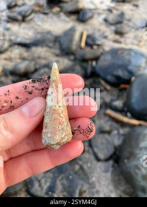 Turret Shell (Maoricolpus roseus) Mollusca Stock Photo - Alamy