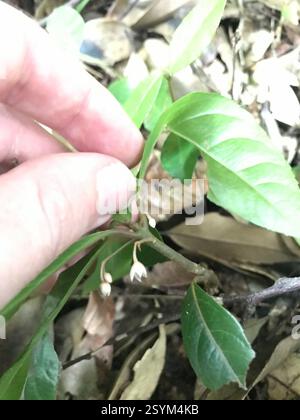 Japanese cleyera (Ardisia japonica), Plantae, 台灣桃園市 Stock Photo - Alamy