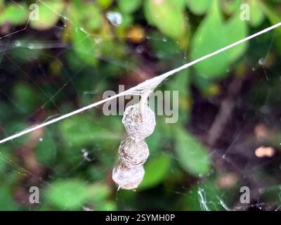 Basilica Orbweaver (Mecynogea lemniscata) Arachnida Stock Photo - Alamy