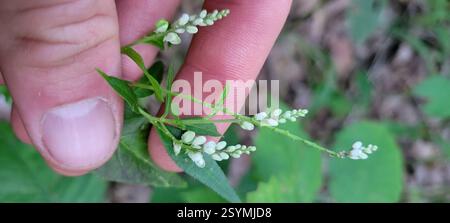 Seneca snakeroot (Senega officinalis) Plantae Stock Photo - Alamy
