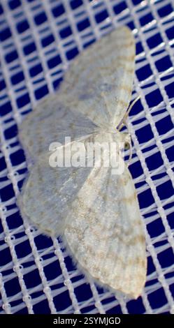 Small White Wave (Asthena albulata Stock Photo - Alamy