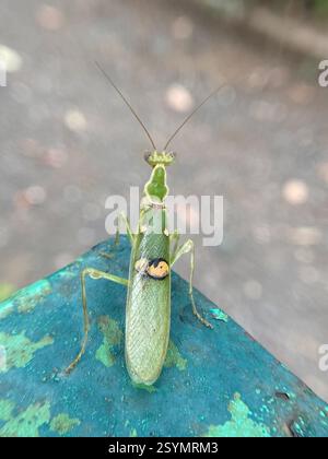 (Creobroter), Insecta, Dolvan, Tapi, GJ, IN Stock Photo - Alamy