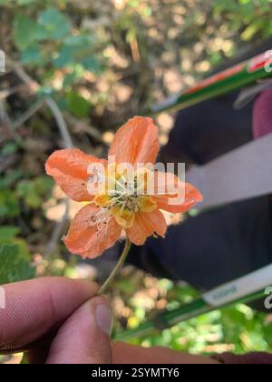 (Caiophora cirsiifolia), Plantae, Departamento de Lima, PE Stock Photo ...