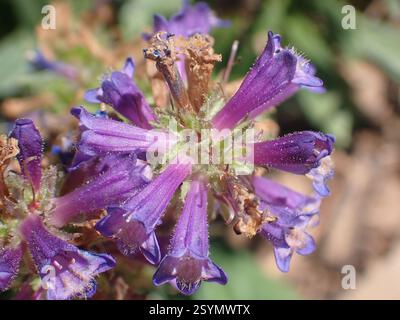 Sierra Penstemon (Penstemon heterodoxus), Plantae, Van Norden area ...