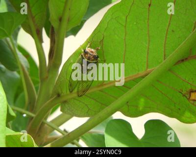 Scrub Cicadas (Diceroprocta), Insecta, Rosamorada, Nay., México Stock ...