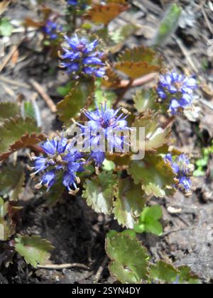 Cedar Breaks National Monument, Iron, Utah, United States, Bombus sp ...