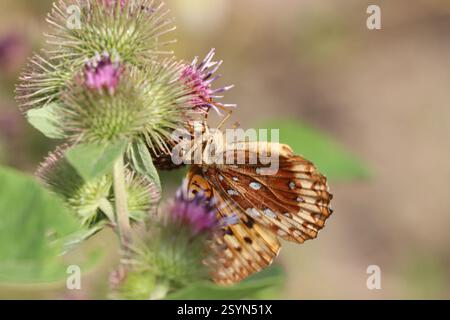 Great Spangled Fritillary (Argynnis cybele) Insecta Stock Photo - Alamy
