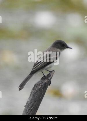 Eastern Phoebe (Sayornis phoebe), Aves, Worcester County, US-MA, US ...