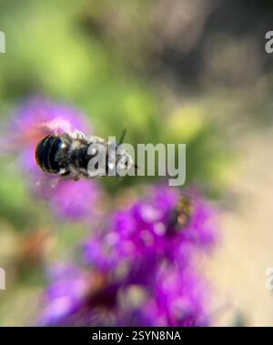 Denticulate Longhorn Bee (Melissodes denticulatus), Insecta, The ...