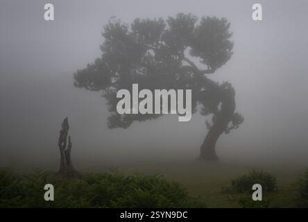 Large ancient laurel tree shrouded in cloud in the forests of Fanal ...