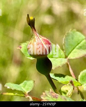 pine rose (Rosa pinetorum), Plantae, California, US, A petite Pine Rose ...