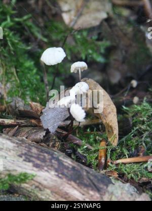 (Delicatula integrella), Fungi, Powiat iławski, Polska Stock Photo - Alamy