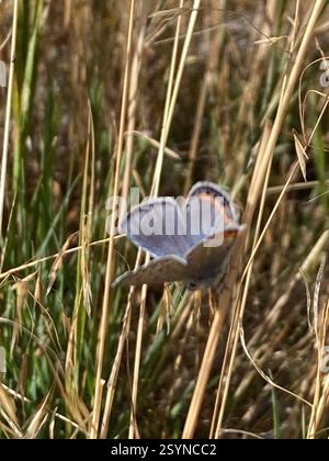 Acmon Blue (Icaricia acmon), Insecta, Washoe Lake State Park, Washoe ...