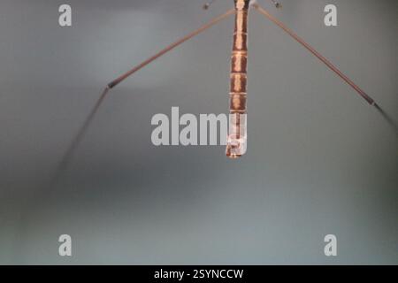 (Yamatotipula), Insecta, Medway, London, ON, Canada Stock Photo - Alamy