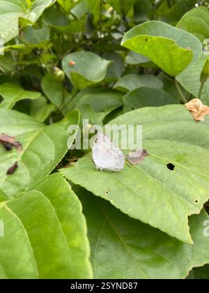 Indian Sunbeam (Curetis thetis), Insecta, Vansda National Park, Tapi ...