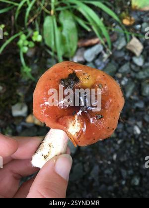 brittlegills (Russula), Fungi, Douglas Island, Juneau, AK, US Stock ...