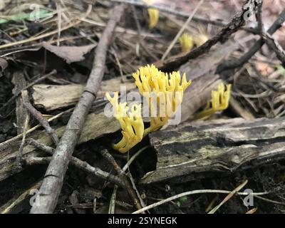 antler and spindle fungi (Clavariaceae), Fungi, Arkell Springs Stock ...