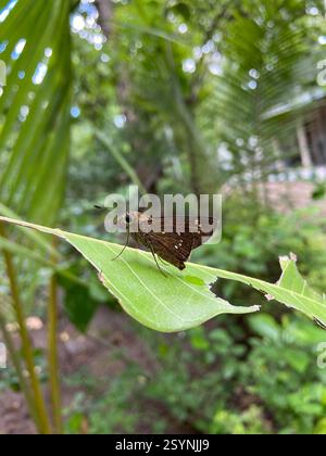 Conjoined Swift (Pelopidas conjuncta Stock Photo - Alamy