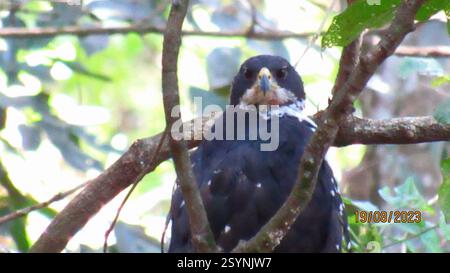 Black Goshawk (Astur melanoleucus), Aves, QR49+969, Найроби, Кения Stock Photo - Alamy