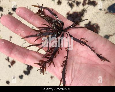 (Prionitis lanceolata), Plantae, San Mateo, Golden Gate National ...