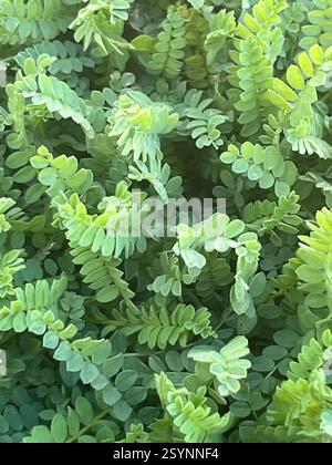 Yellow Serradella (Ornithopus compressus) Plantae Stock Photo - Alamy