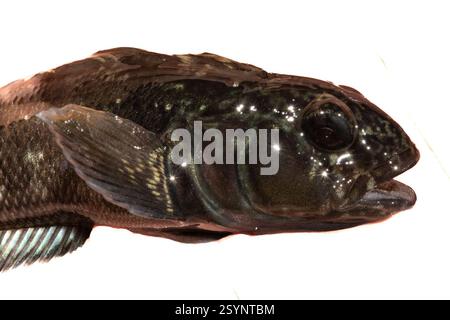 Robust Triplefin (Forsterygion gymnotum), Actinopterygii, Karitane 9471 ...